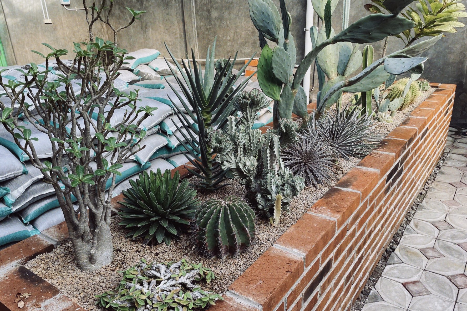 In Surakarta: A Greenhouse of Cacti and Succulents - Taman Hayat